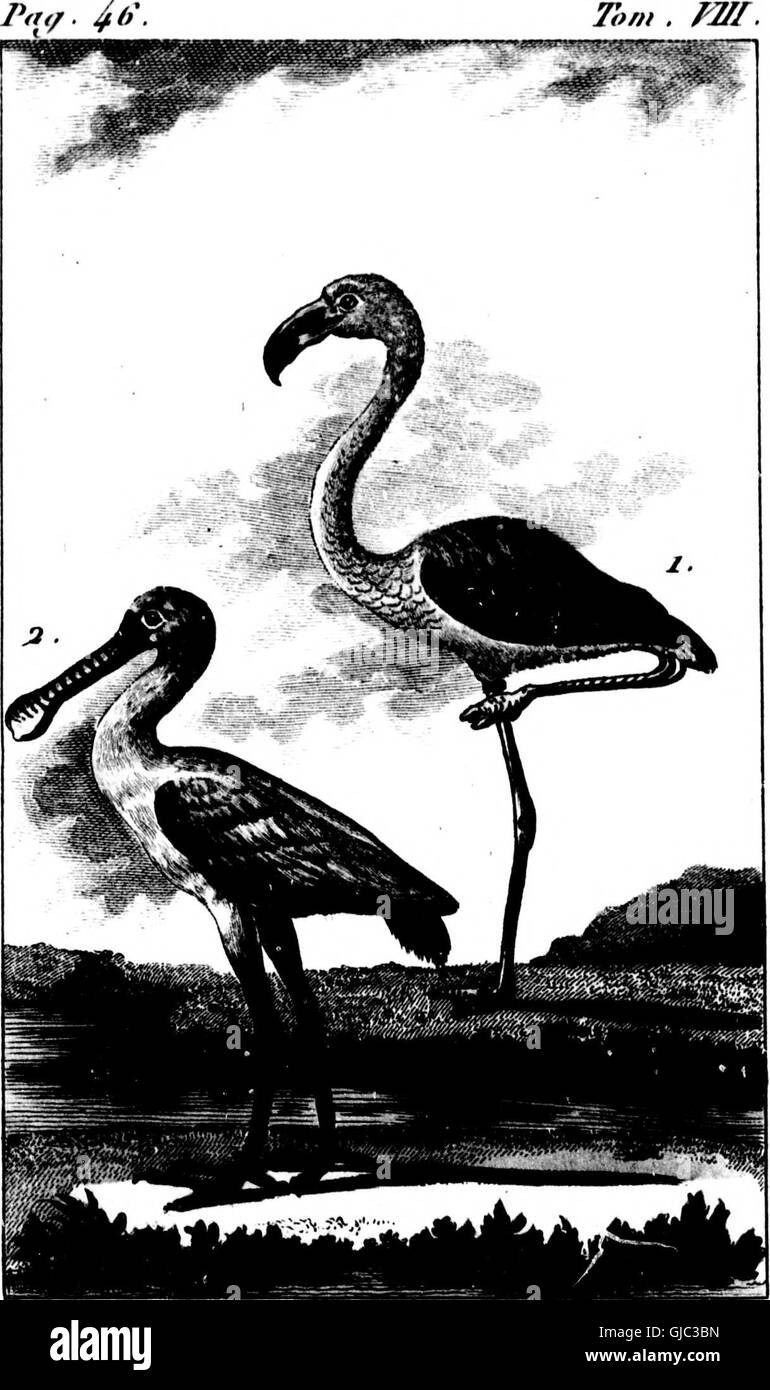 This 1802 work, ‘Natural History of Buffon,’ categorizes species ...