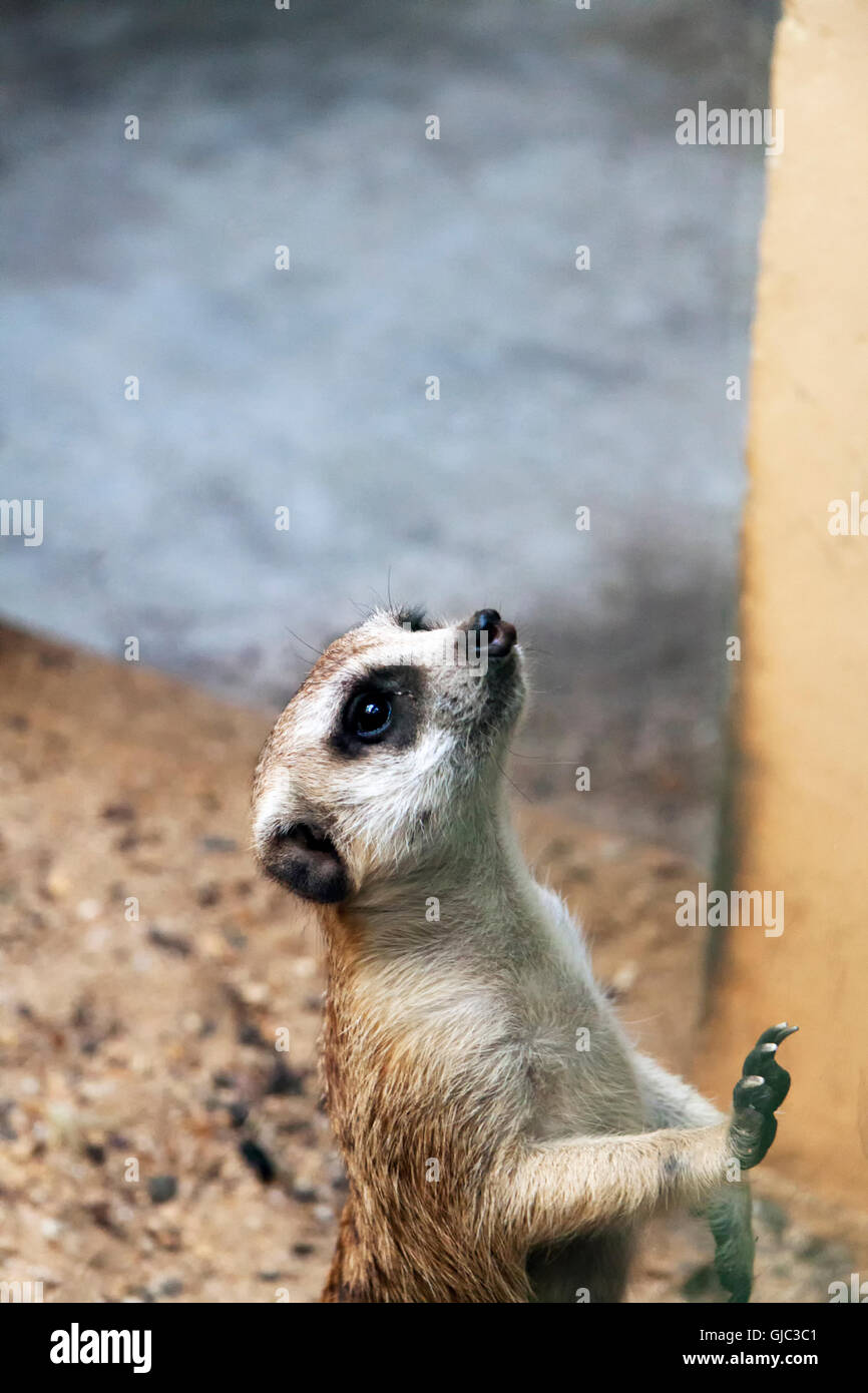 A single Meerkat looking on at the crowd Stock Photo - Alamy