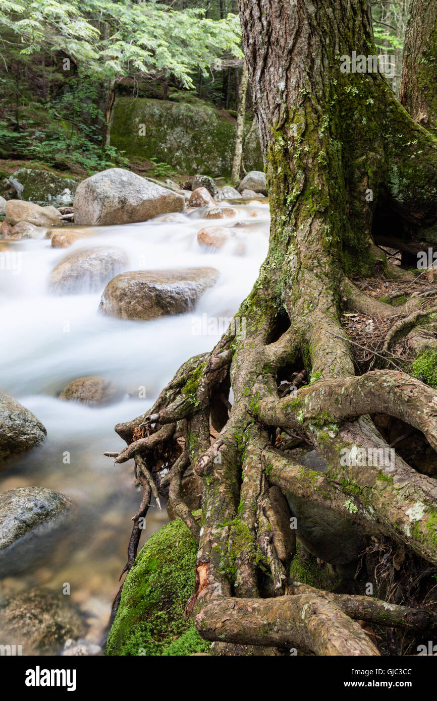 Tree fern river hi-res stock photography and images - Alamy