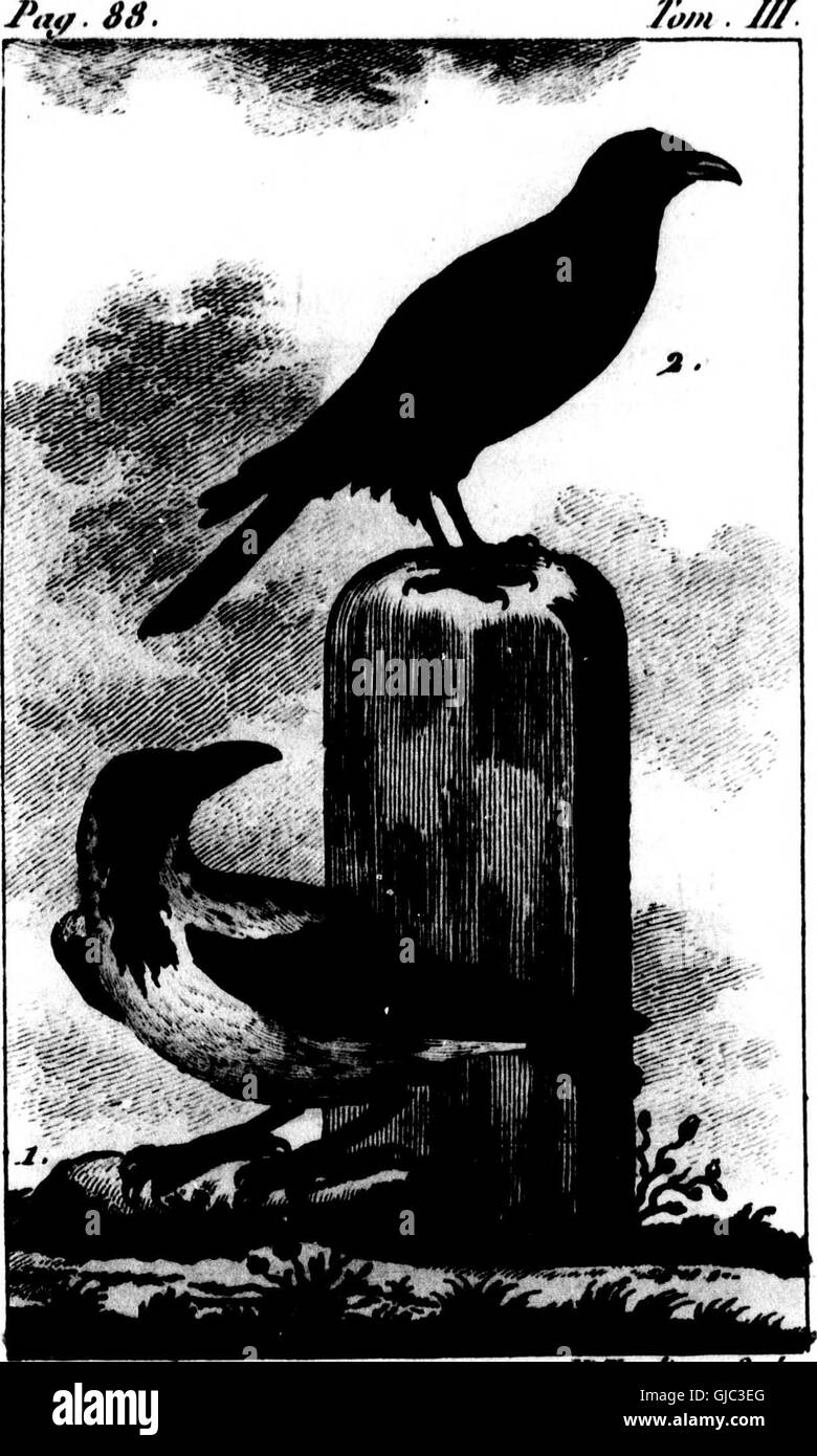 Histoire Naturelle de Buffon (1802) is a natural history work by ...