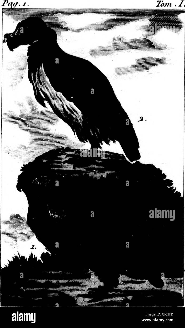An image from 'Histoire Naturelle de Buffon' (1802), a foundational ...
