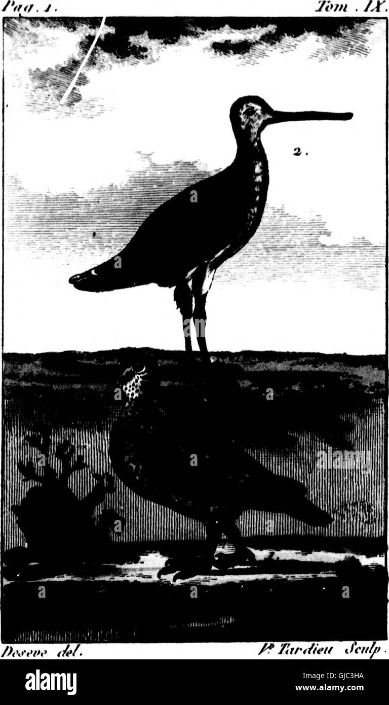 This 1802 edition of Buffon’s Natural History classifies species based ...