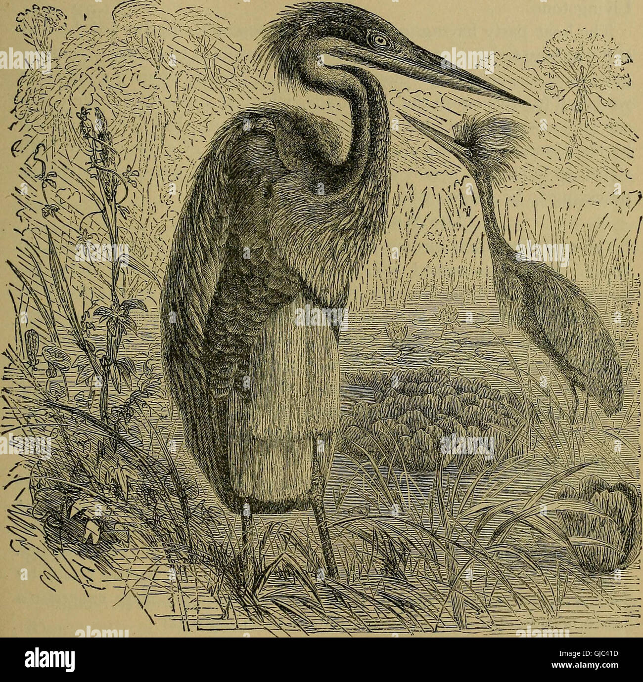 This book chronicles the explorations and adventures of famous 19th ...