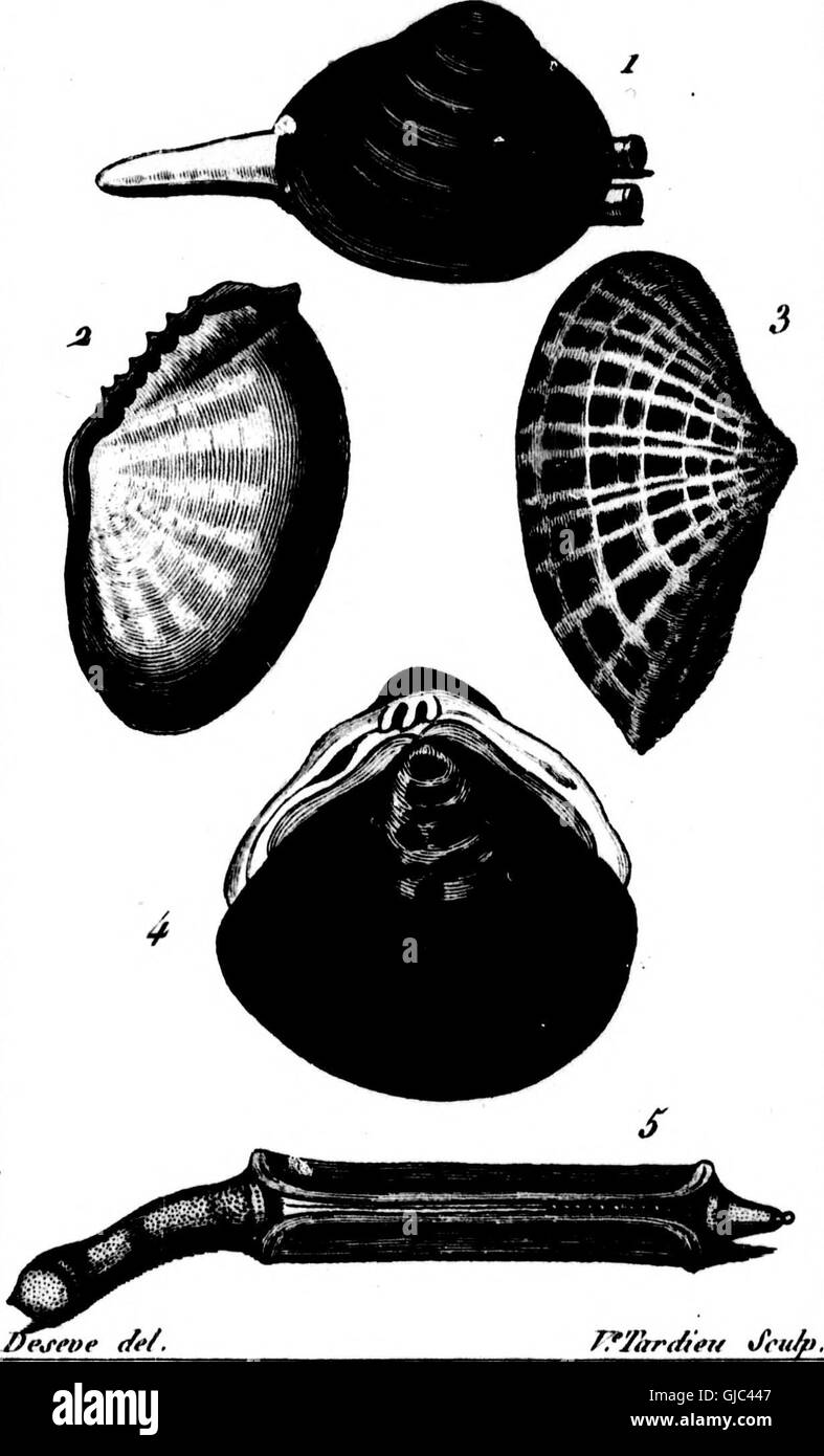 This 1802 work provides a natural history of shells, detailing the ...