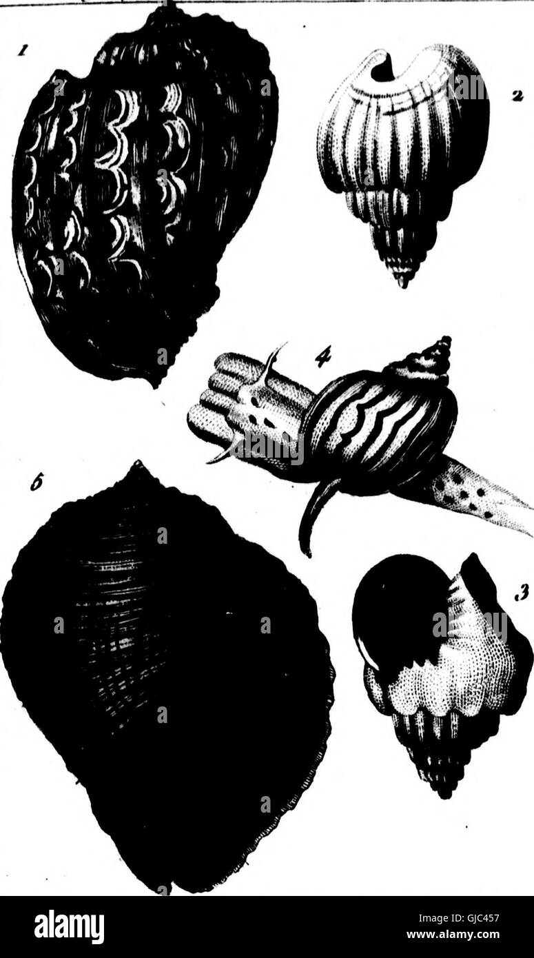 This 1802 work on the natural history of shells includes detailed ...