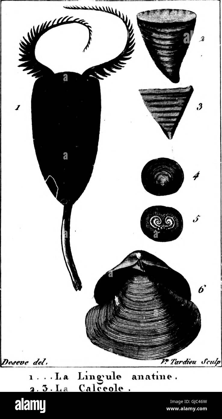 This 1802 work, ‘Natural History of Shells,’ provides descriptions of ...
