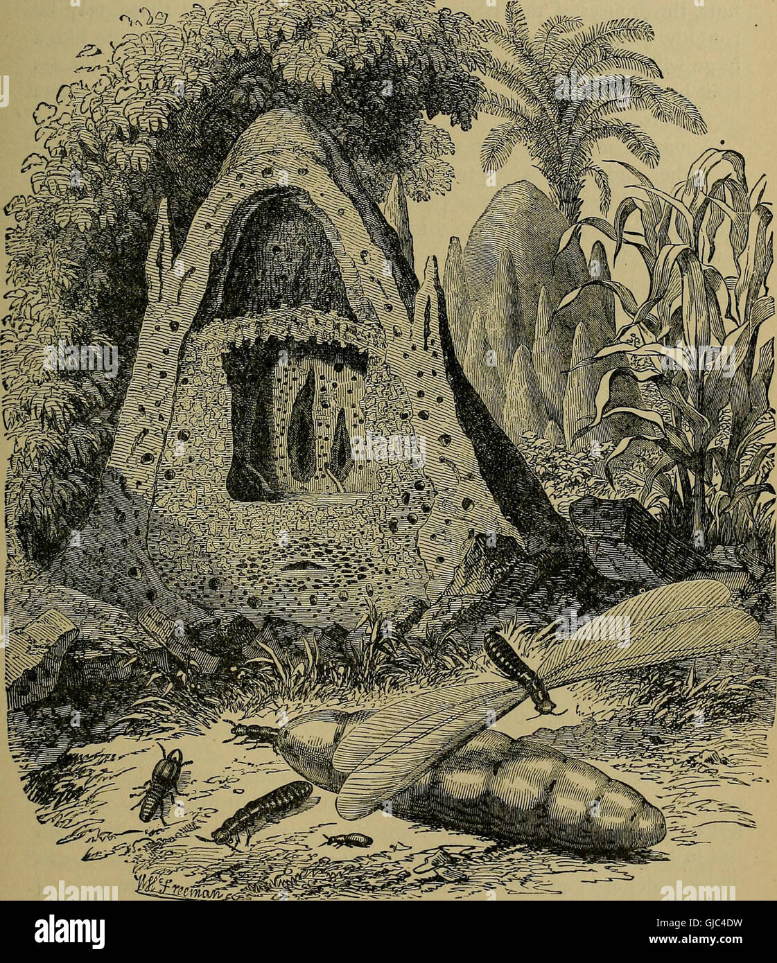 Speke map hi-res stock photography and images - Alamy