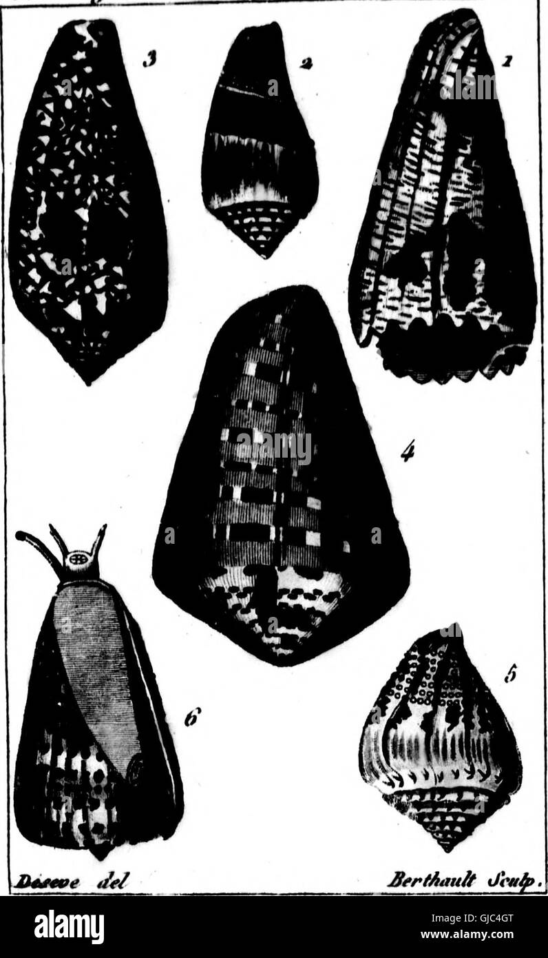 A natural history of shells, describing the shells and their ...