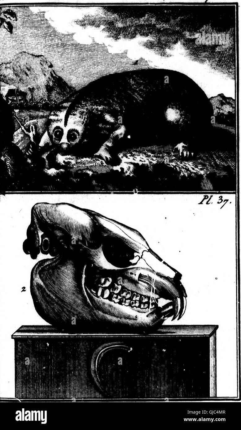 This 1789 work, a continuation of the history of quadruped animals, is ...