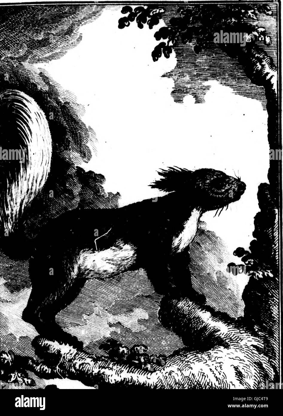 This 1789 work continues the study of quadrupeds (four-legged animals ...