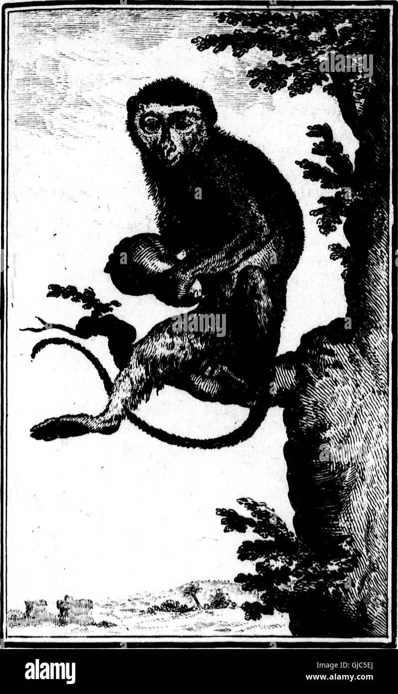 A comprehensive 1770 natural history text detailing species ...