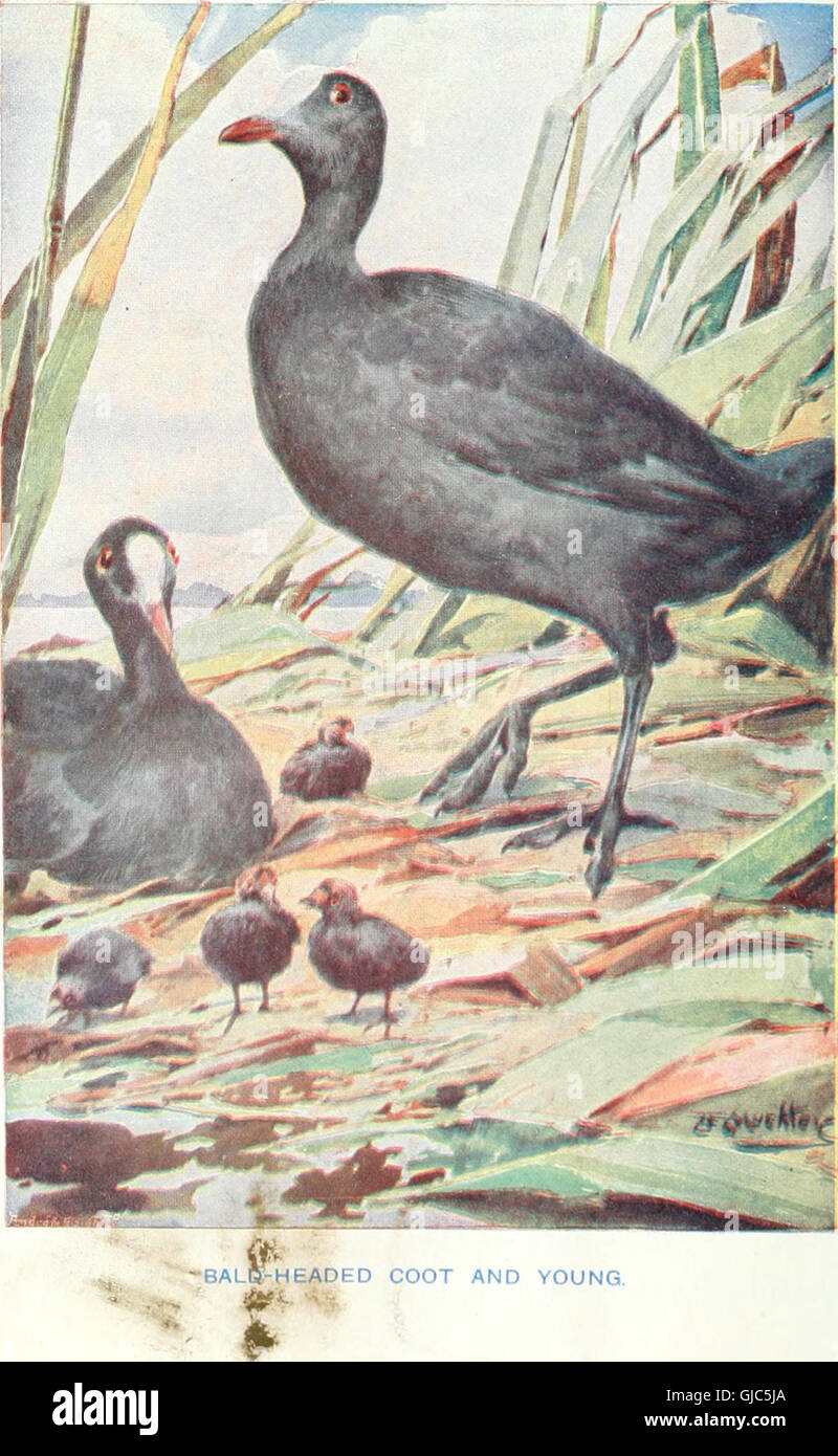 *Eyes and No Eyes* (1903) is a children's book that contrasts the ...