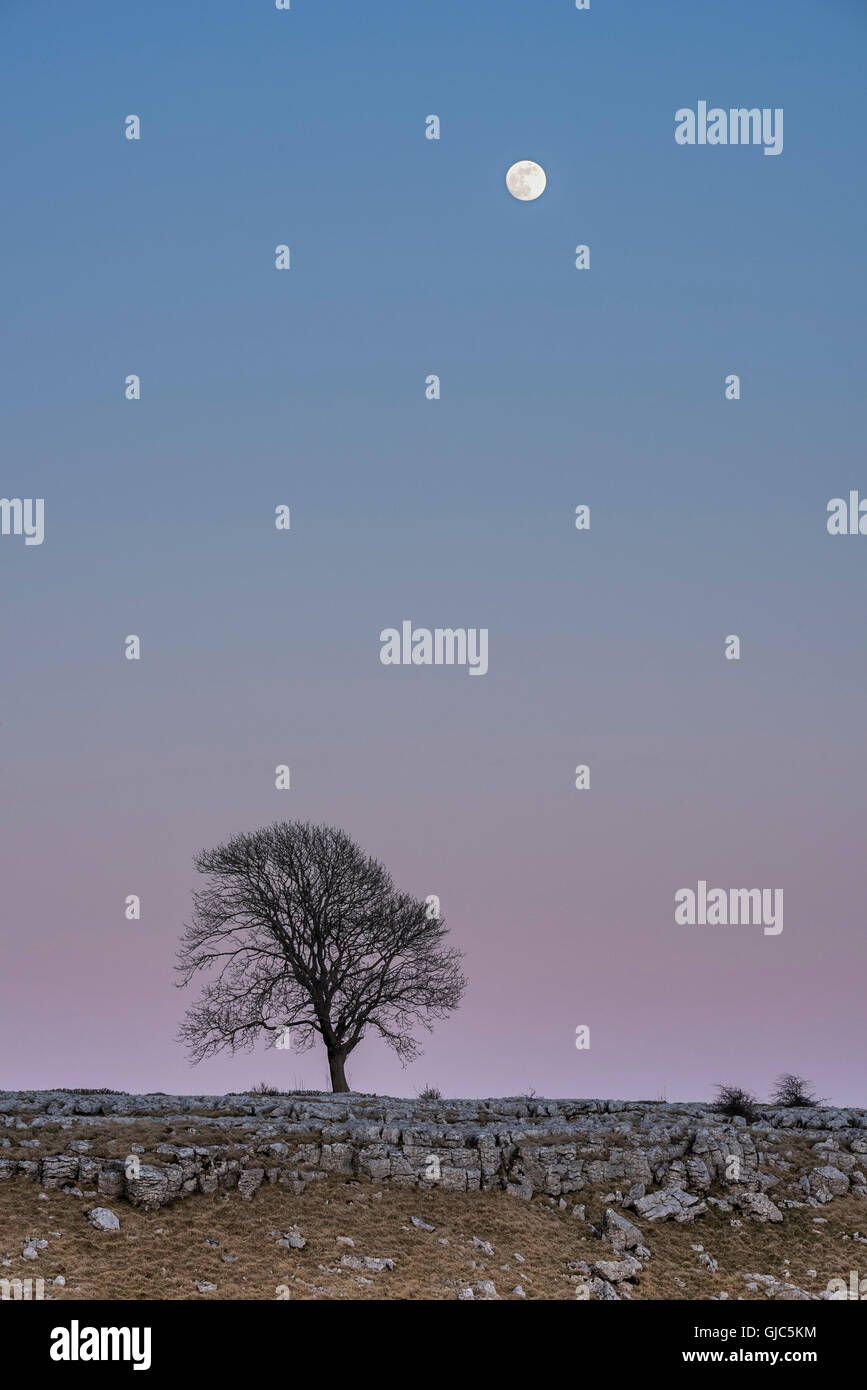 Full moon over a lone tree standing on the exposed limestone pavement ...