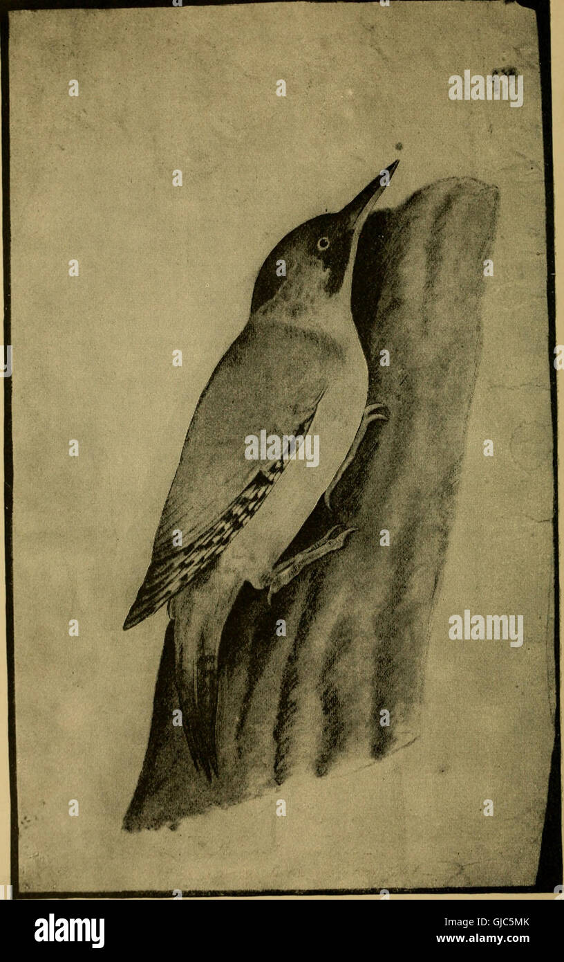 The Audubon Magazine (1887) focuses on ornithology, featuring articles ...