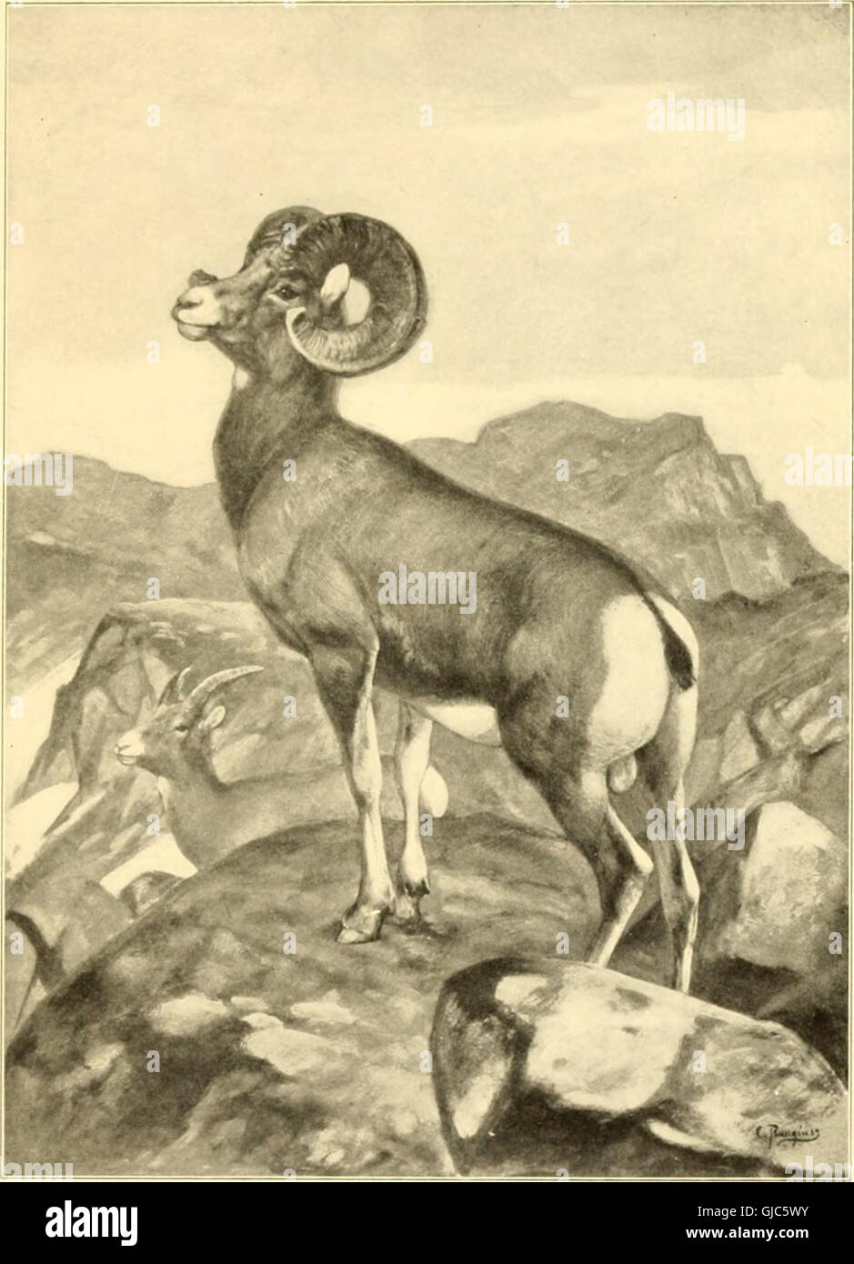 Musk ox drawing hi-res stock photography and images - Alamy