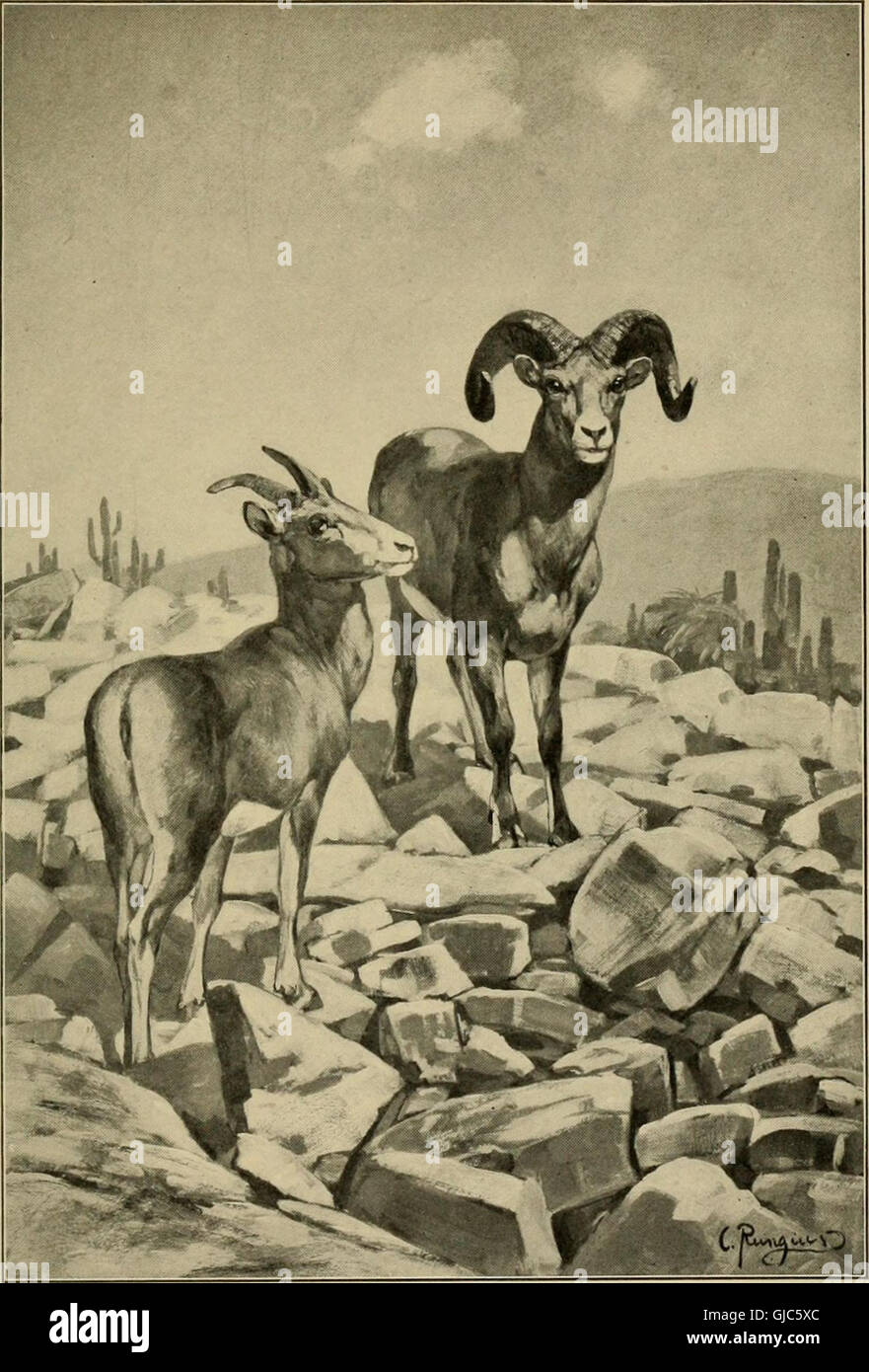 *Musk-Ox, Bison, Sheep, and Goat* (1904) is a comprehensive study of ...