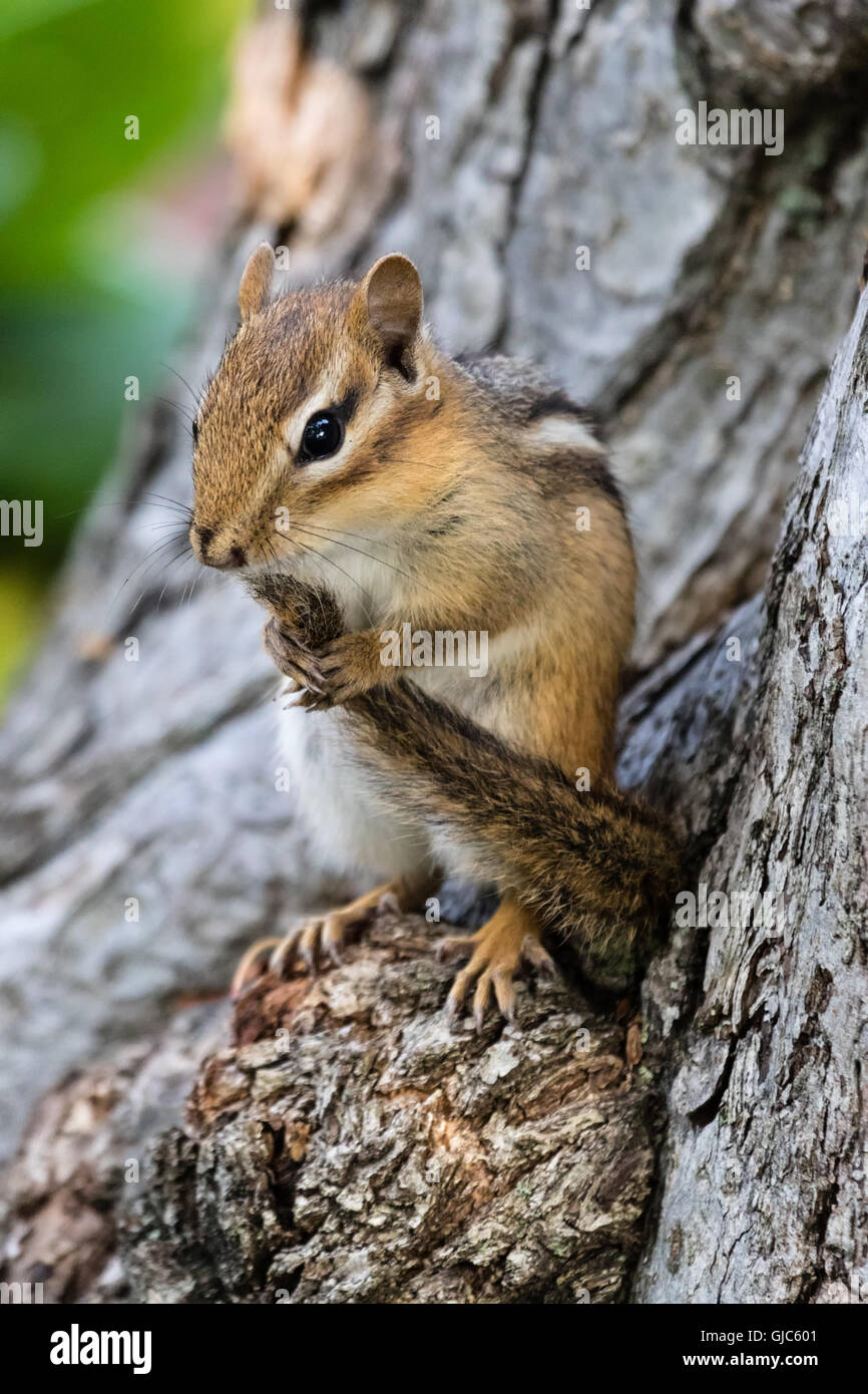 Eastern Chipmunk (Tamias striatus) sitting in a tree, Prescott Park ...