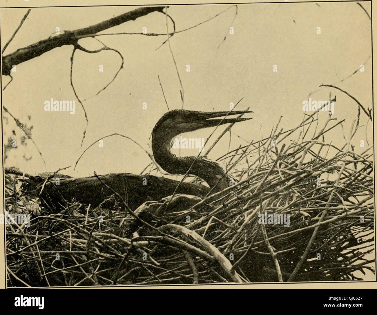 A 1906 ornithological journal titled *The Auk*, containing articles and ...