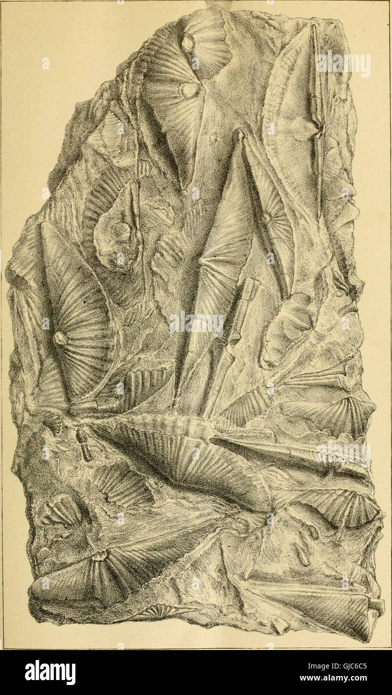 Geological magazine (1890 Stock Photo - Alamy