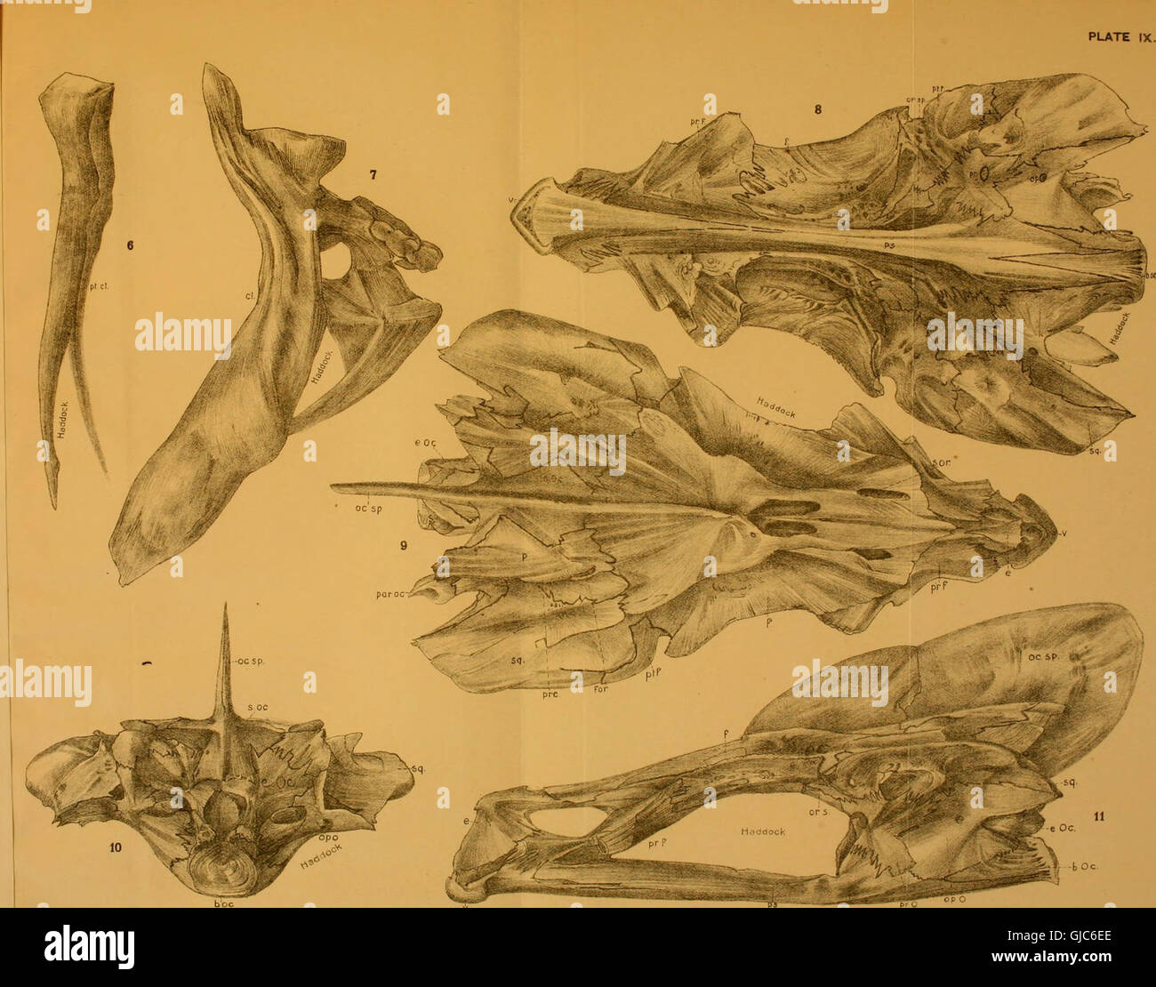 Scientific Investigations, published in 1907, focuses on research and ...