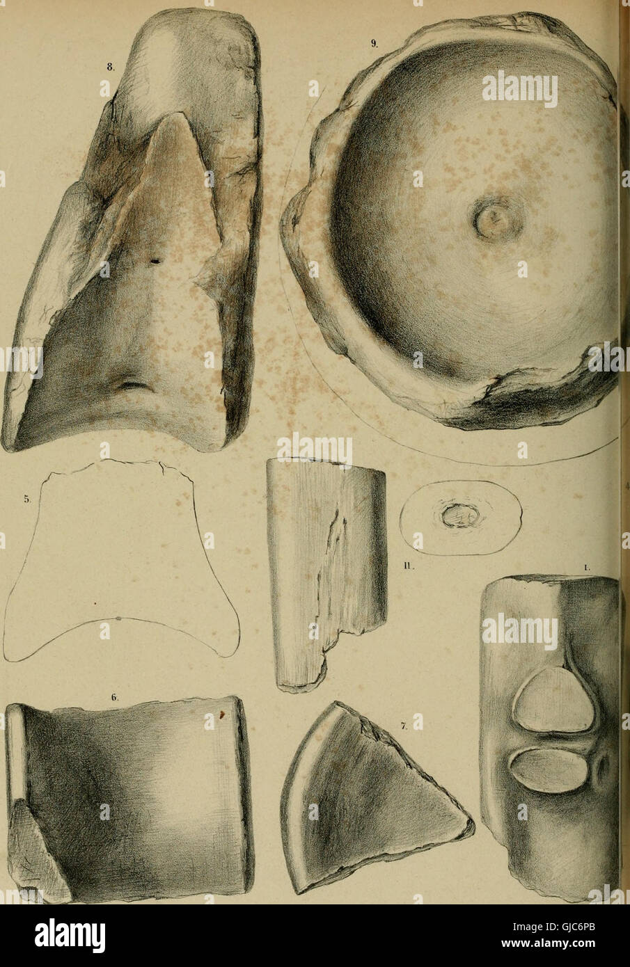 'Palaeontographica' (1846) is a scientific journal dedicated to ...