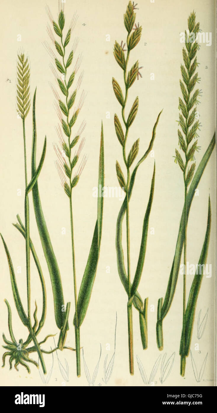 The British grasses and sedges (1858 Stock Photo - Alamy