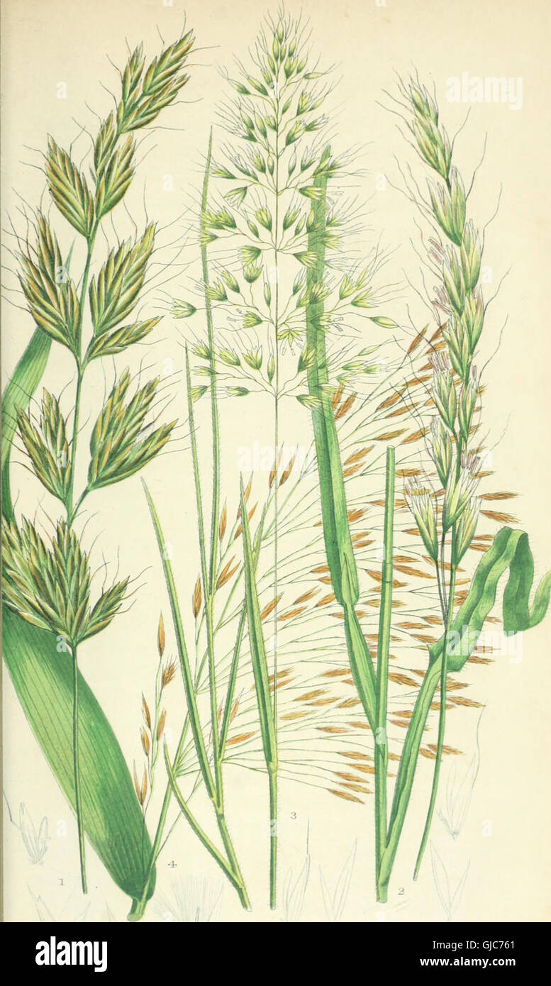 A botanical study from 1858 detailing the identification ...