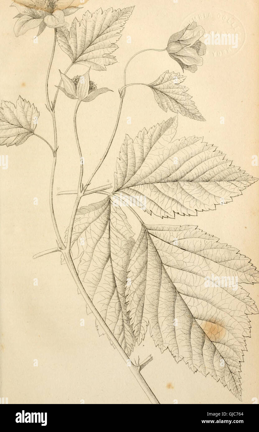 A comprehensive botanical work focusing on the plants of North America ...