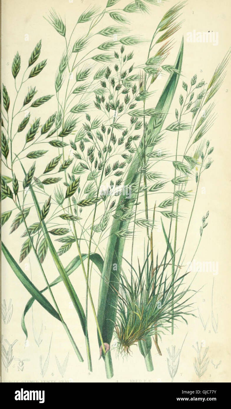 British native wetland plants hi-res stock photography and images - Alamy