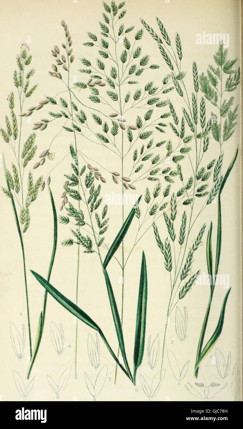 This 1858 guide focuses on British grasses and sedges, offering ...