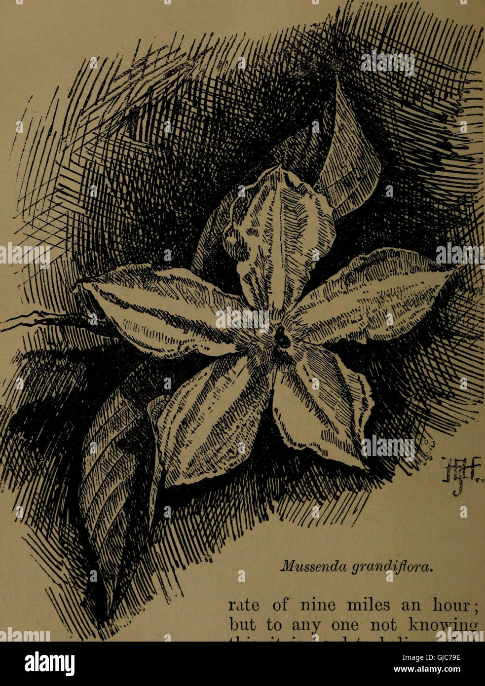 This 1895 work explores the River Congo from its mouth to Bâlobé ...