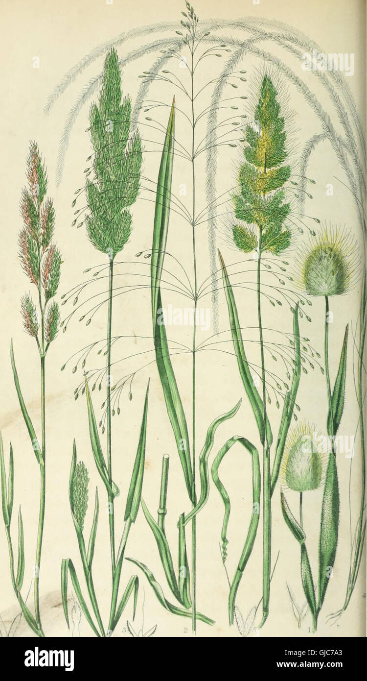 The British grasses and sedges (1858 Stock Photo - Alamy
