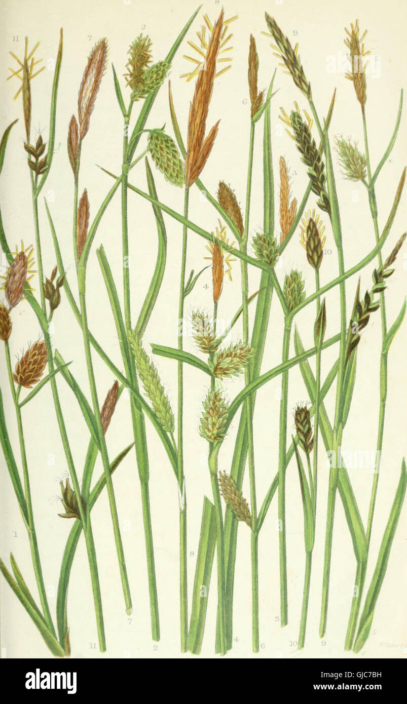 This 1858 work provides a thorough study of the grasses and sedges ...