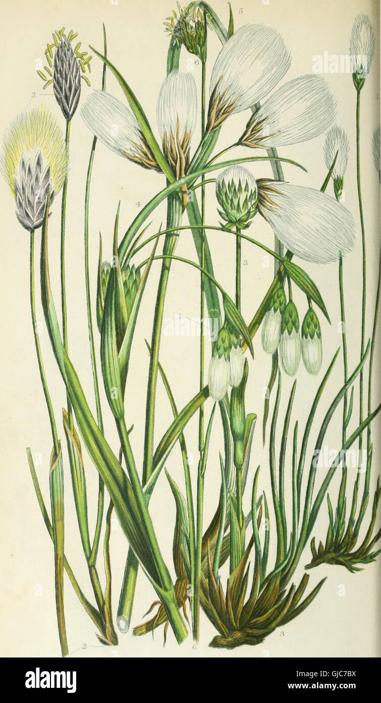 'The British Grasses and Sedges' (1858) provides a comprehensive study ...