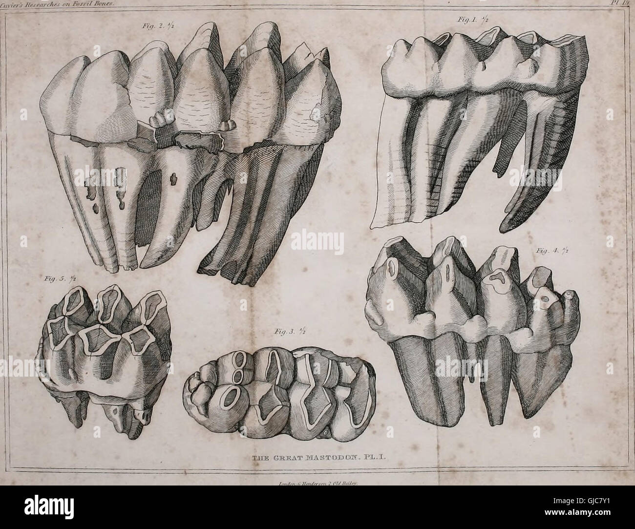 A 1834 scientific work exploring fossilized bones and identifying the ...