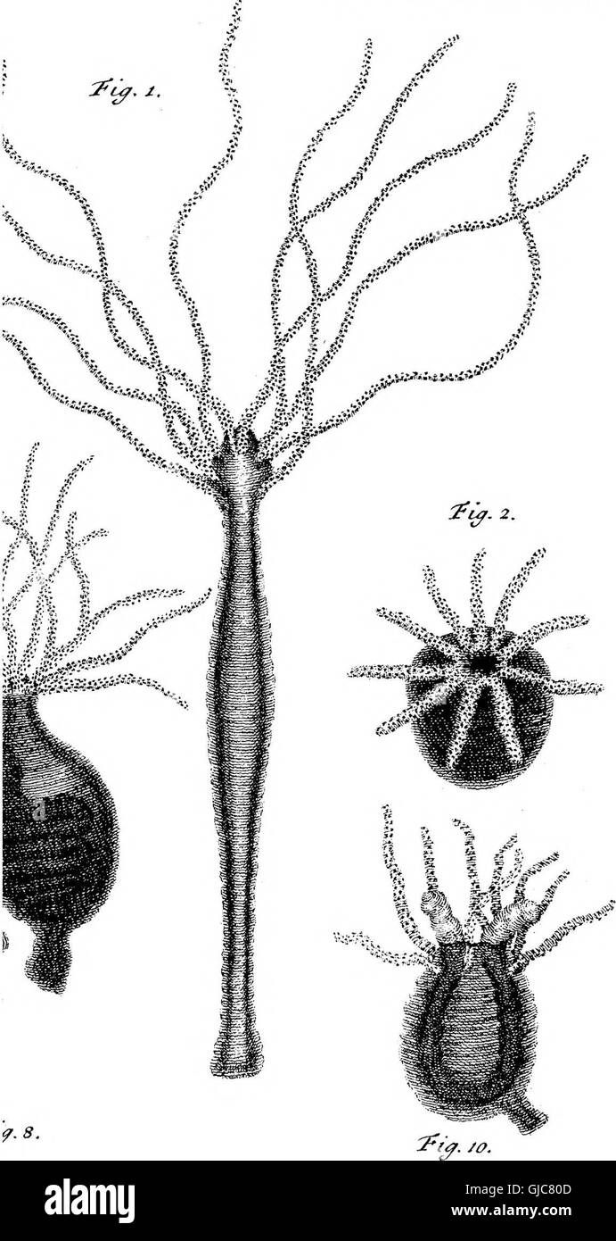 This work describes the freshwater polypus, an insect presented at a ...