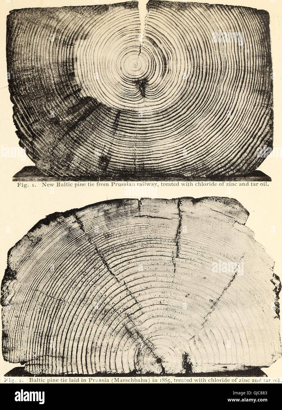 This 1902 work discusses the causes of timber decay and presents ...
