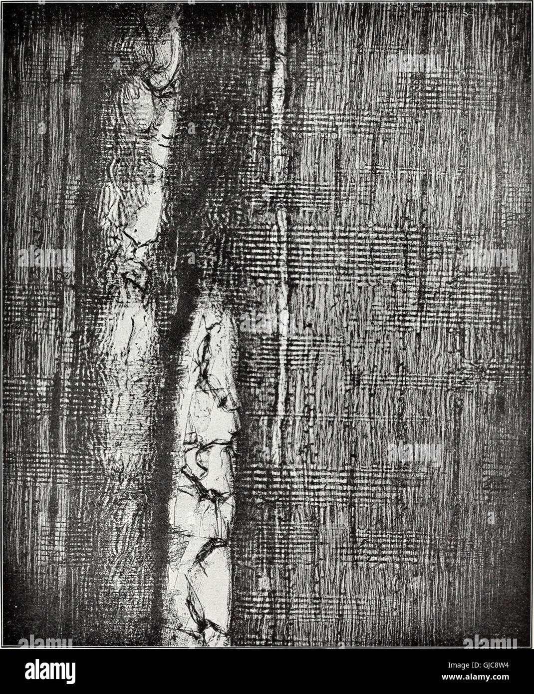 This 1902 work focuses on the causes of timber decay and outlines ...