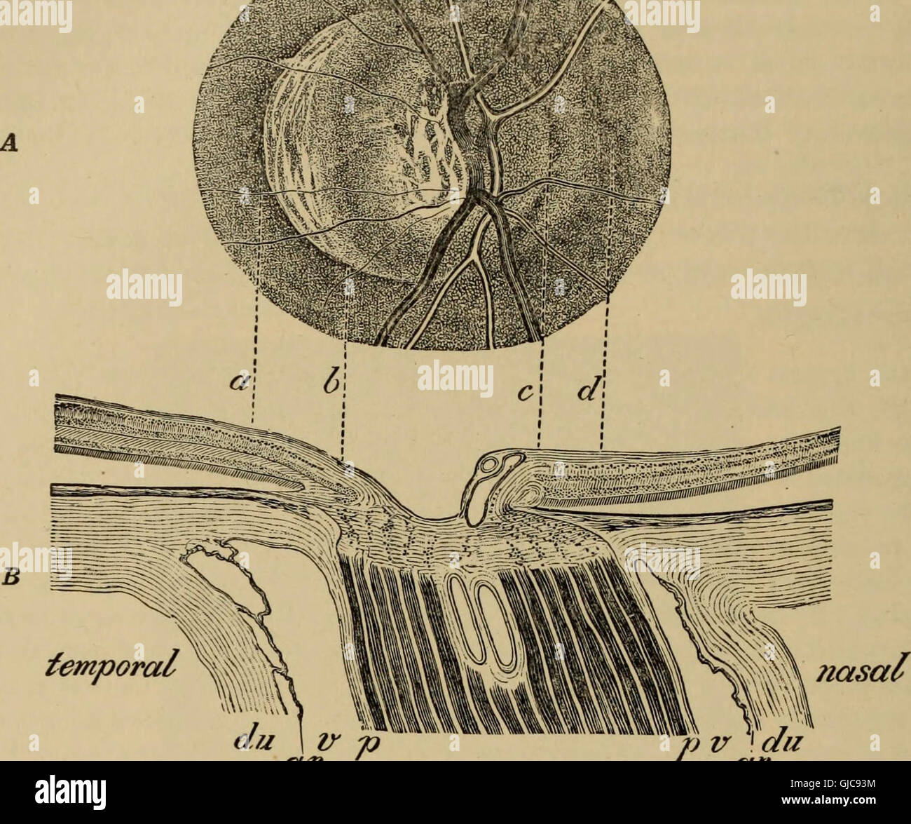 'Text-Book of Ophthalmology' (1919) is a comprehensive medical ...