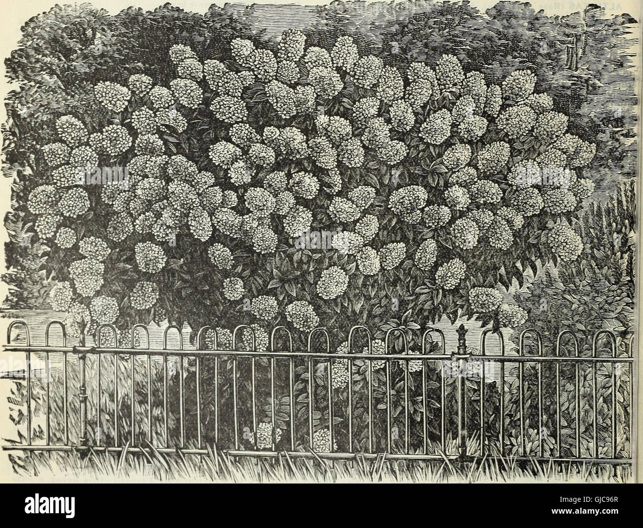 Our new guide to rose culture - 1898 (1898 Stock Photo - Alamy