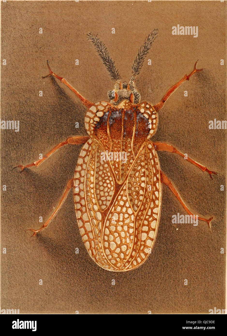 This 1884 publication, 'Hardwicke's Science-Gossip,' serves as a medium ...
