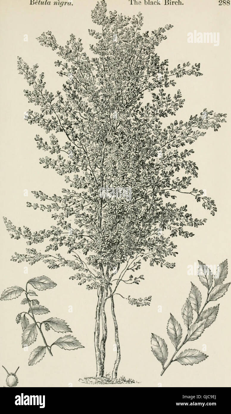 This comprehensive botanical work details the trees and shrubs of ...