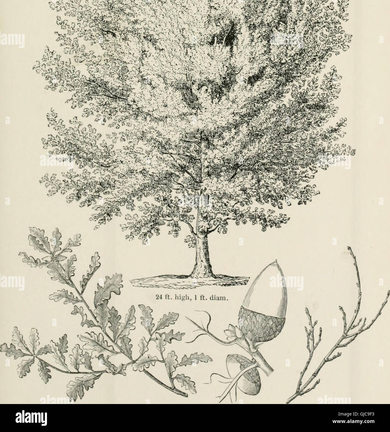 A detailed botanical work describing the trees and shrubs of Britain ...