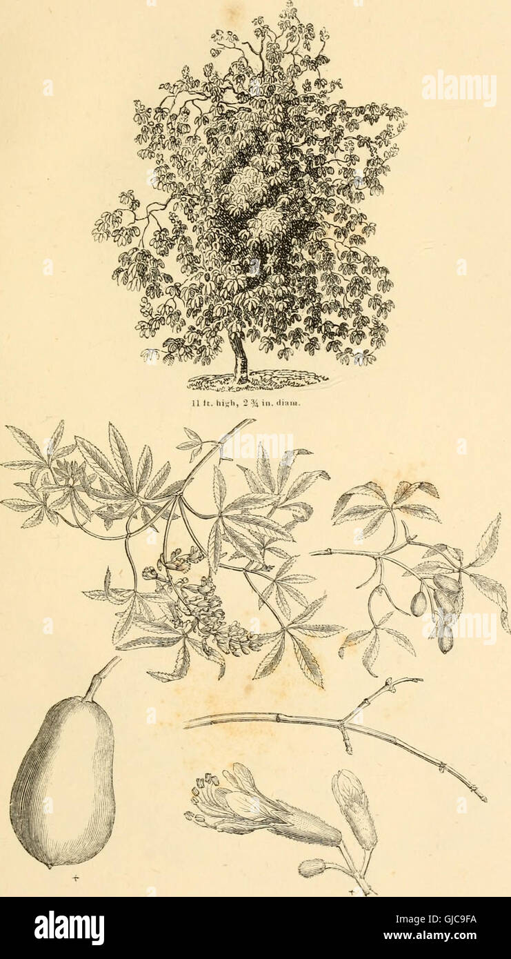 A botanical text describing the trees and shrubs of Britain, including ...