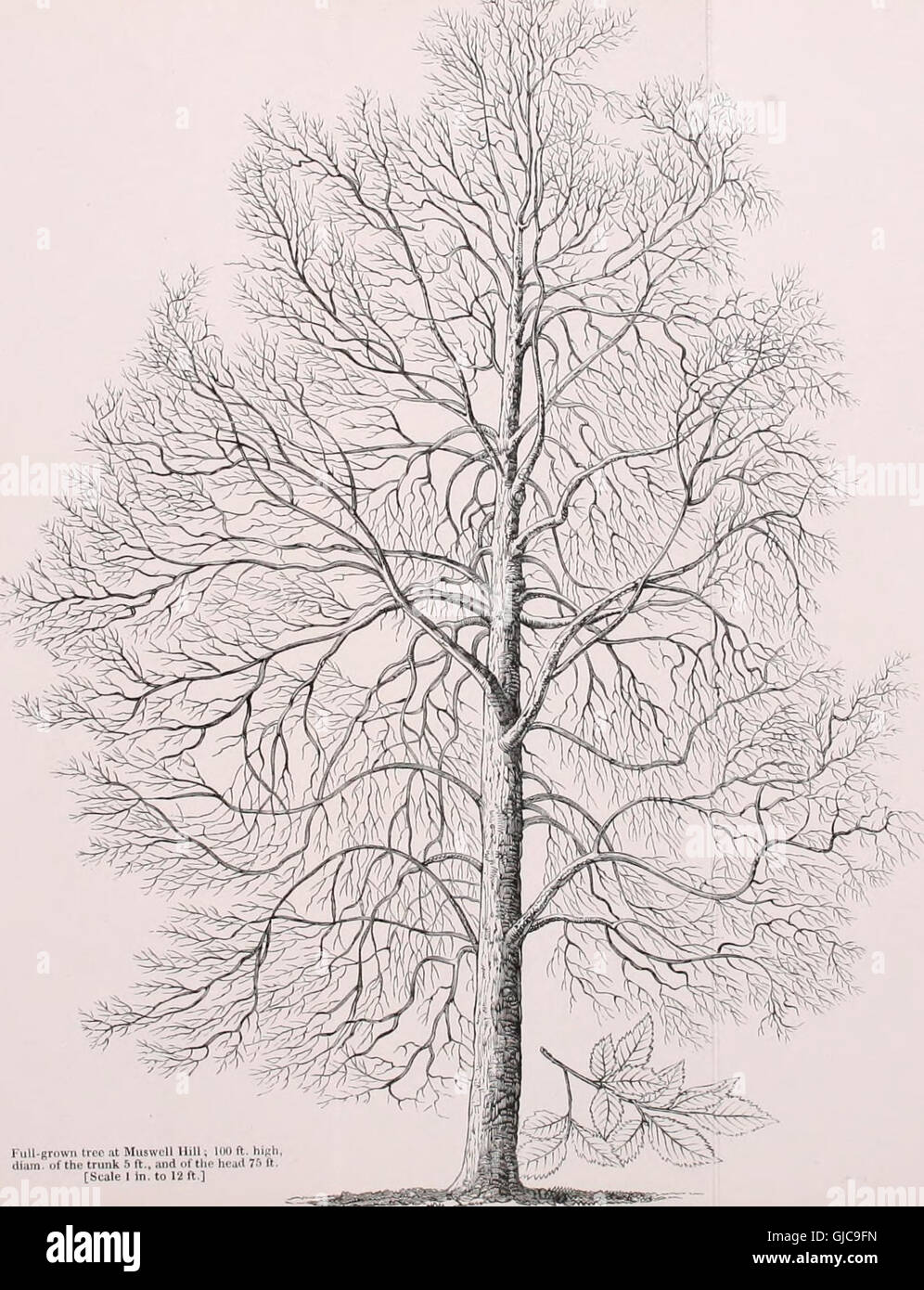 This work details the trees and shrubs of Britain, both native and ...