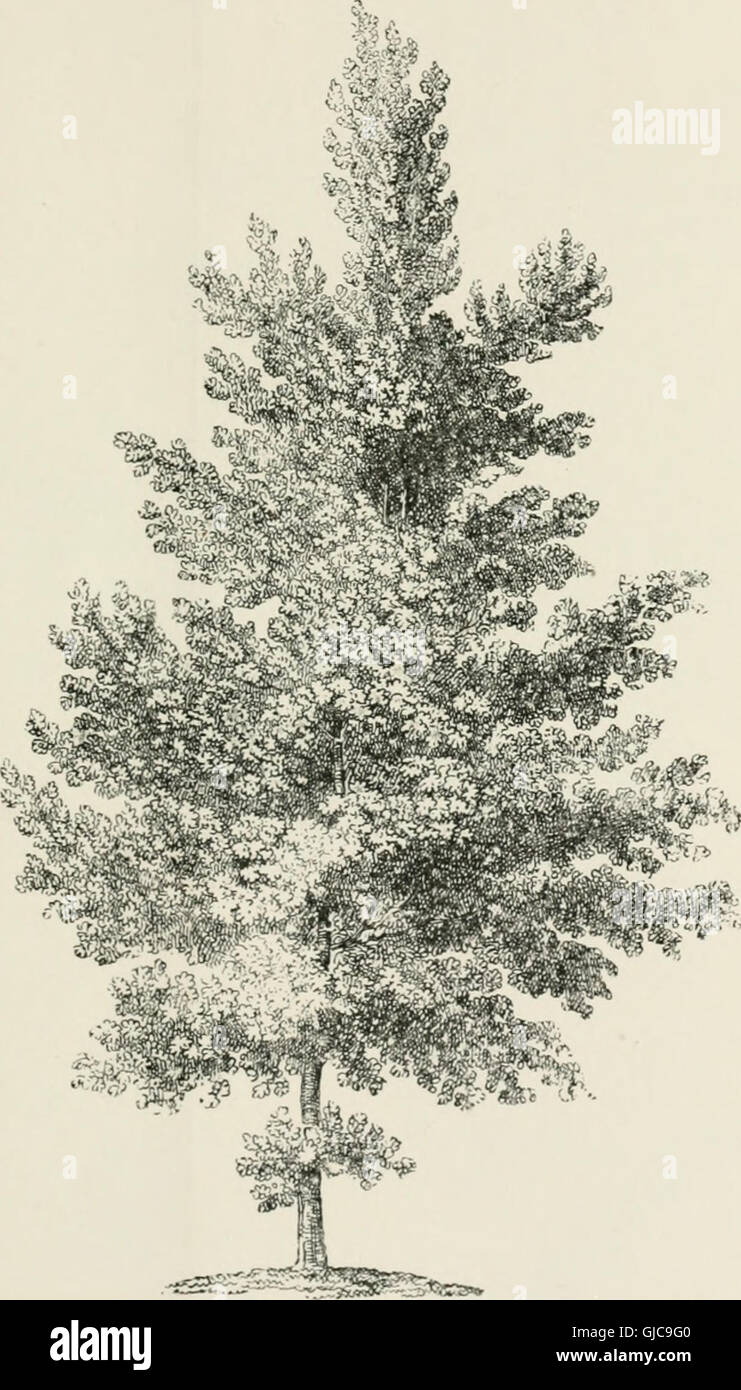 This work details the trees and shrubs of Britain, both native and ...