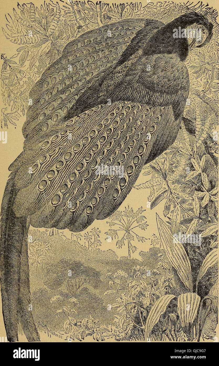 Explorations and Adventures in the Wilds of Africa (1909) documents the ...