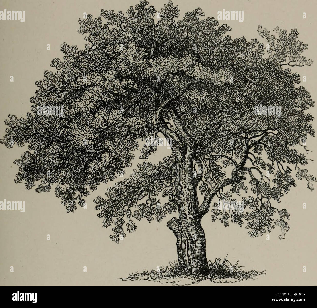 'Arboretum et Fruticetum Britannicum' details the native and non-native ...