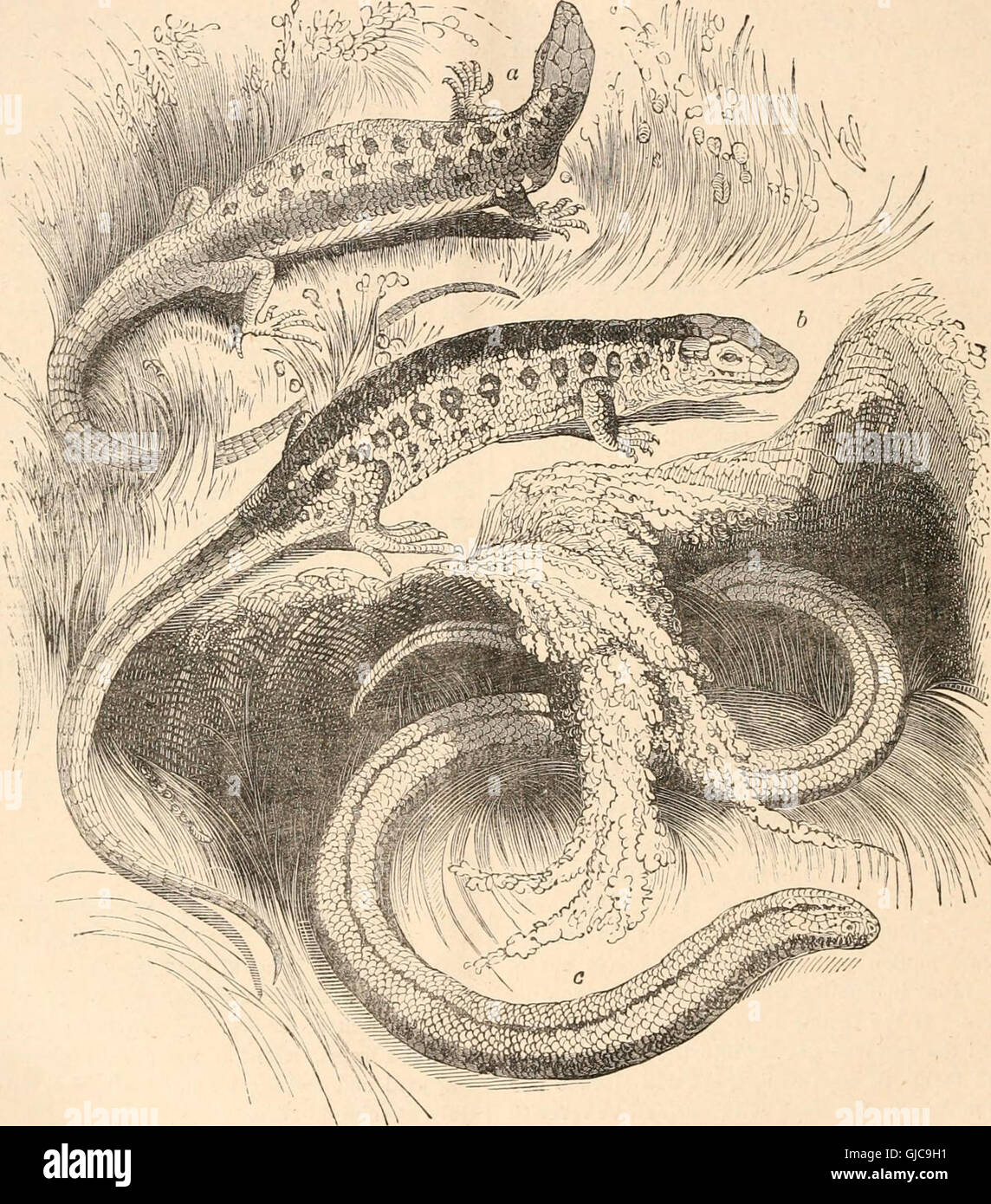 'Hardwicke's Science-Gossip' (1886) was an illustrated publication ...