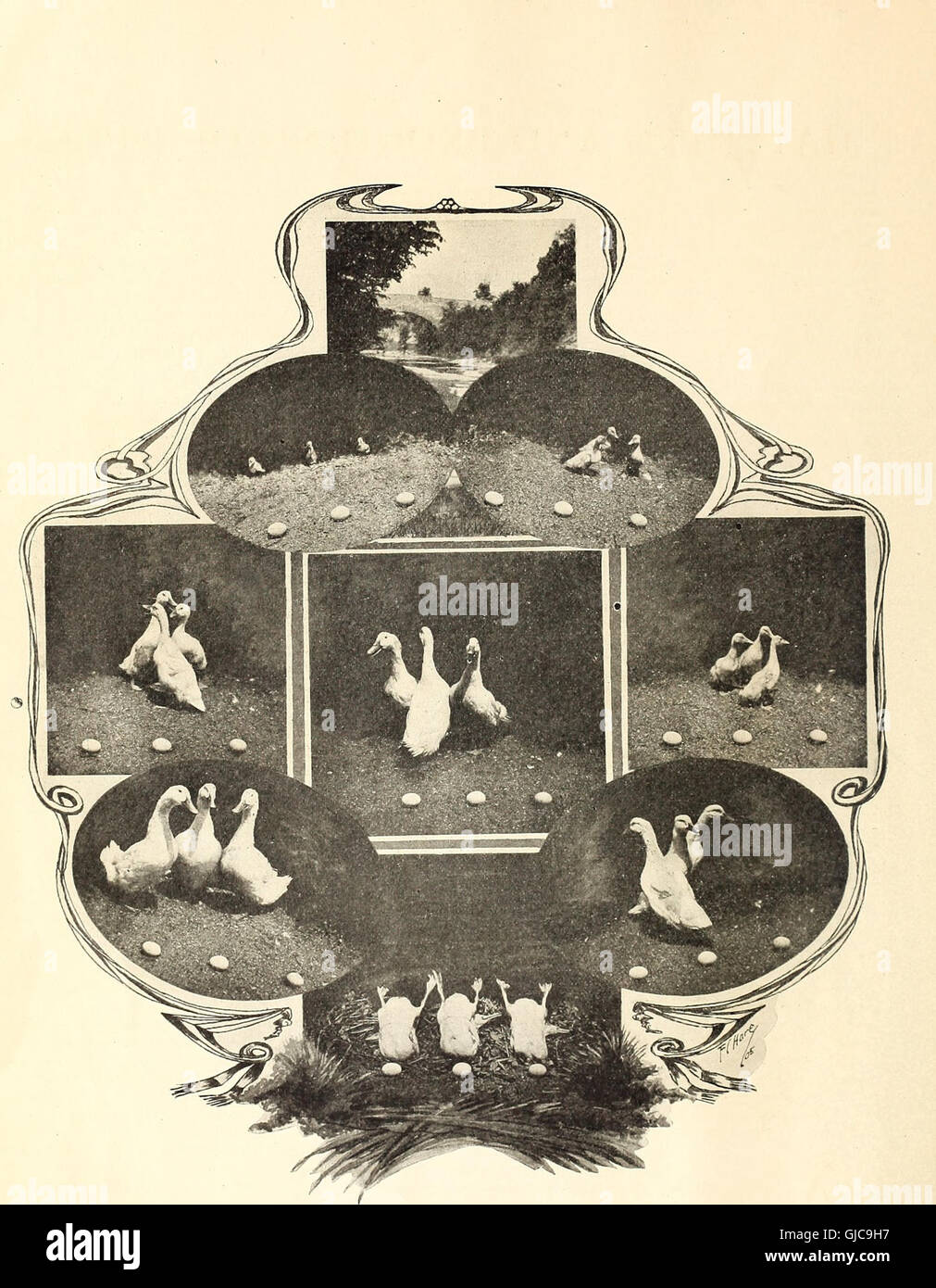 'Artificial Incubating and Brooding' (1906) is a guide for poultry ...